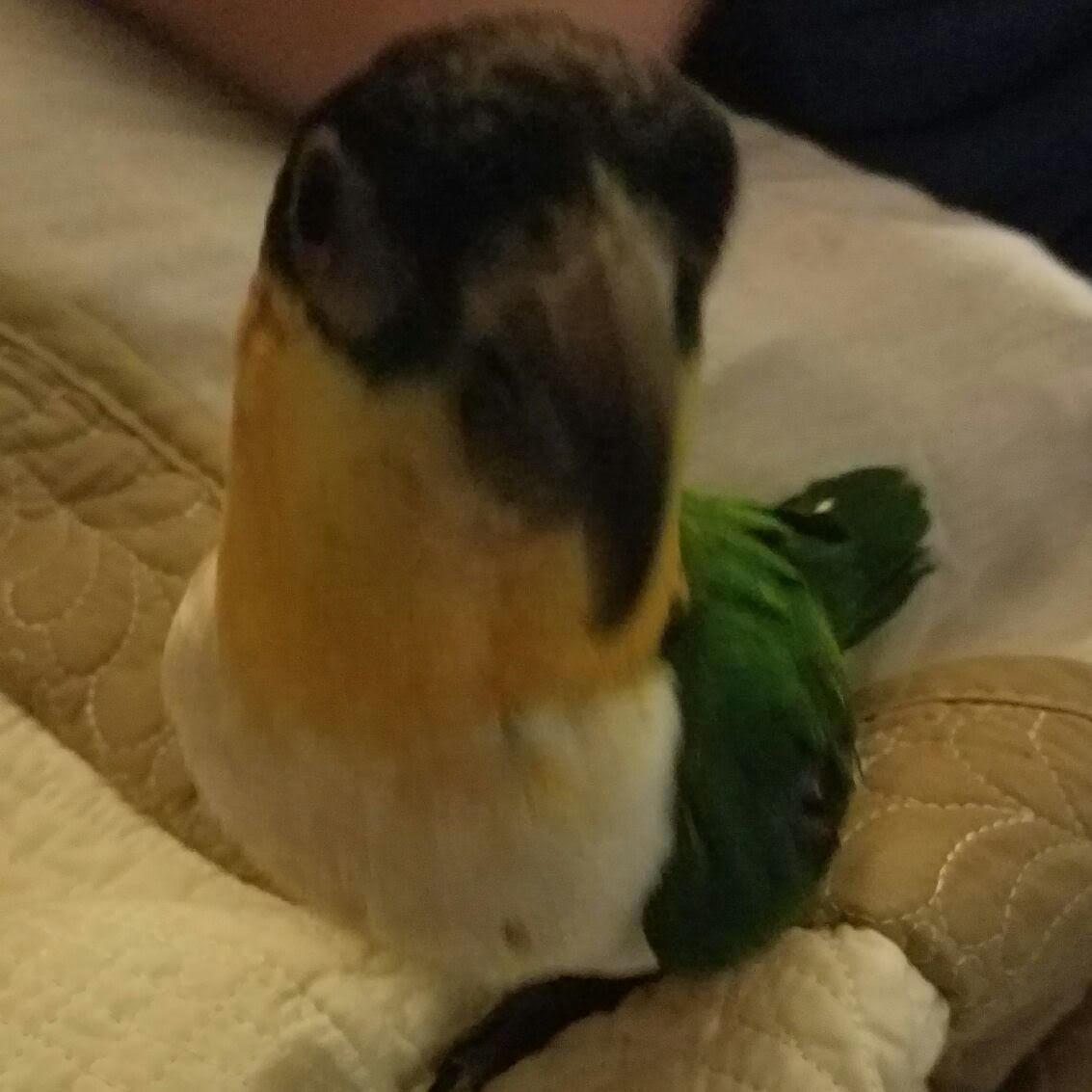 Pam Moya (pmoya) profile | Padlet