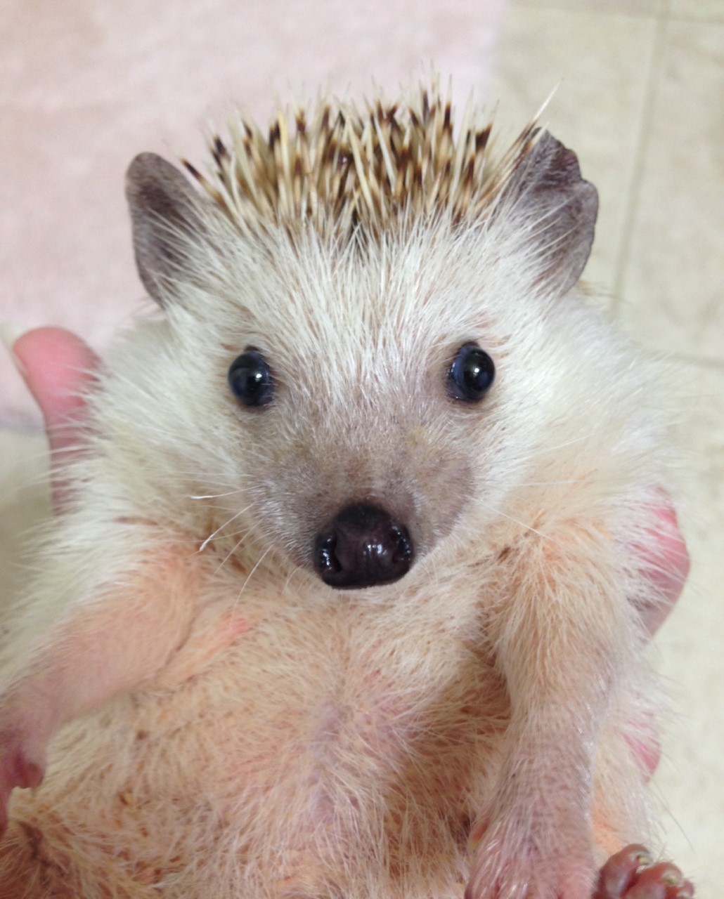 Heather Beam (heatherbeam) profile | Padlet