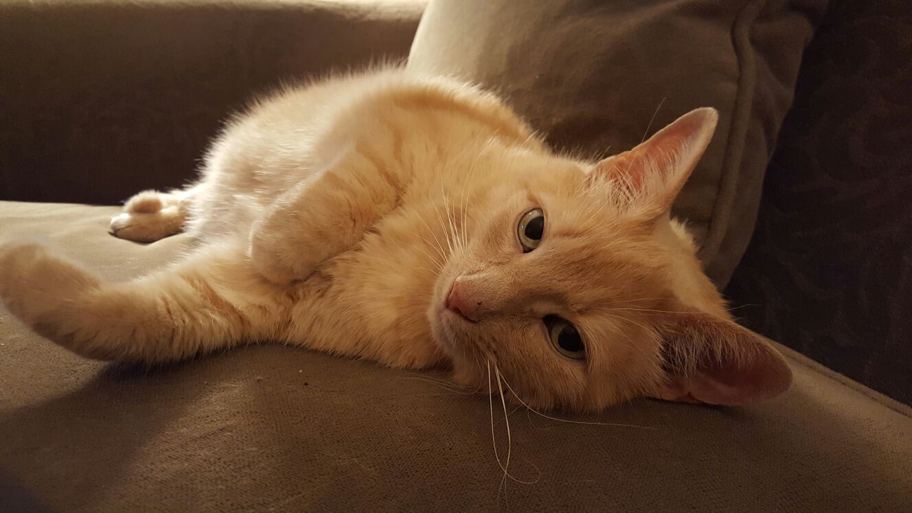 Callie Dutton (calliedutton1) profile | Padlet