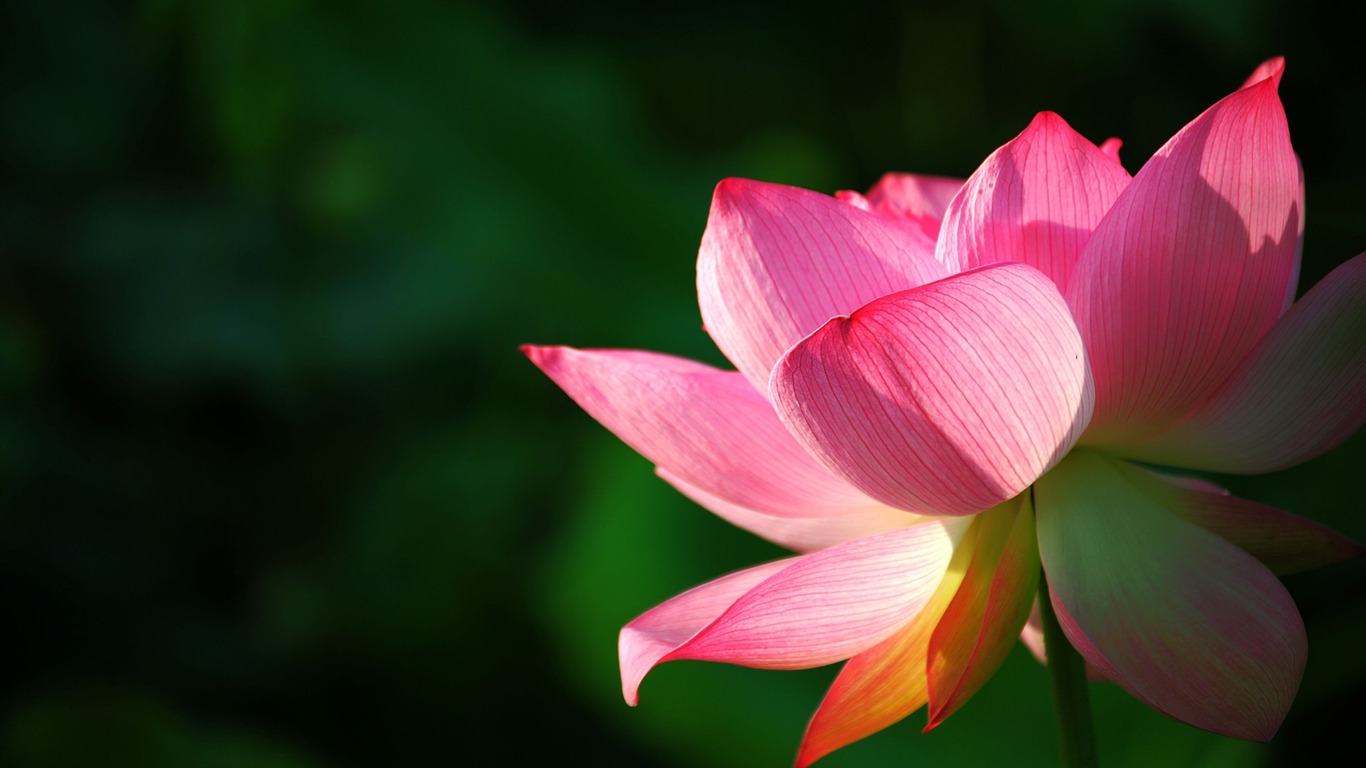 Kaitlyn McNeil (kaitlyn_mcneil) profile | Padlet