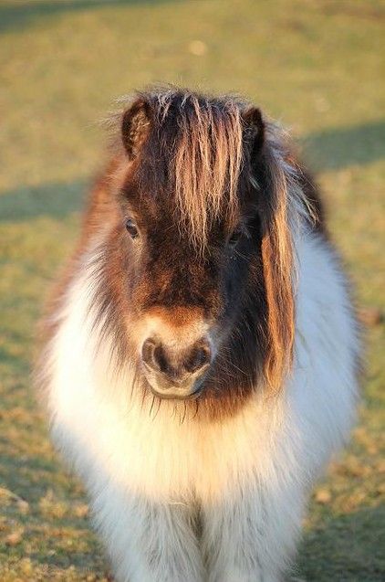 Fluffy Sheep (annanorton1) profile | Padlet