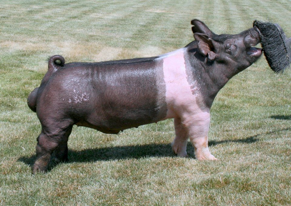 Courtship and Mating Behaviors of Pigs
