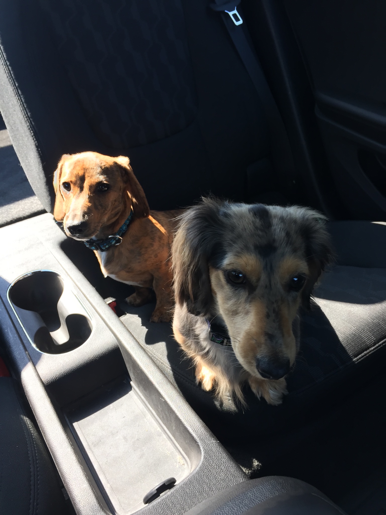 Tyler Herman (therman) profile | Padlet