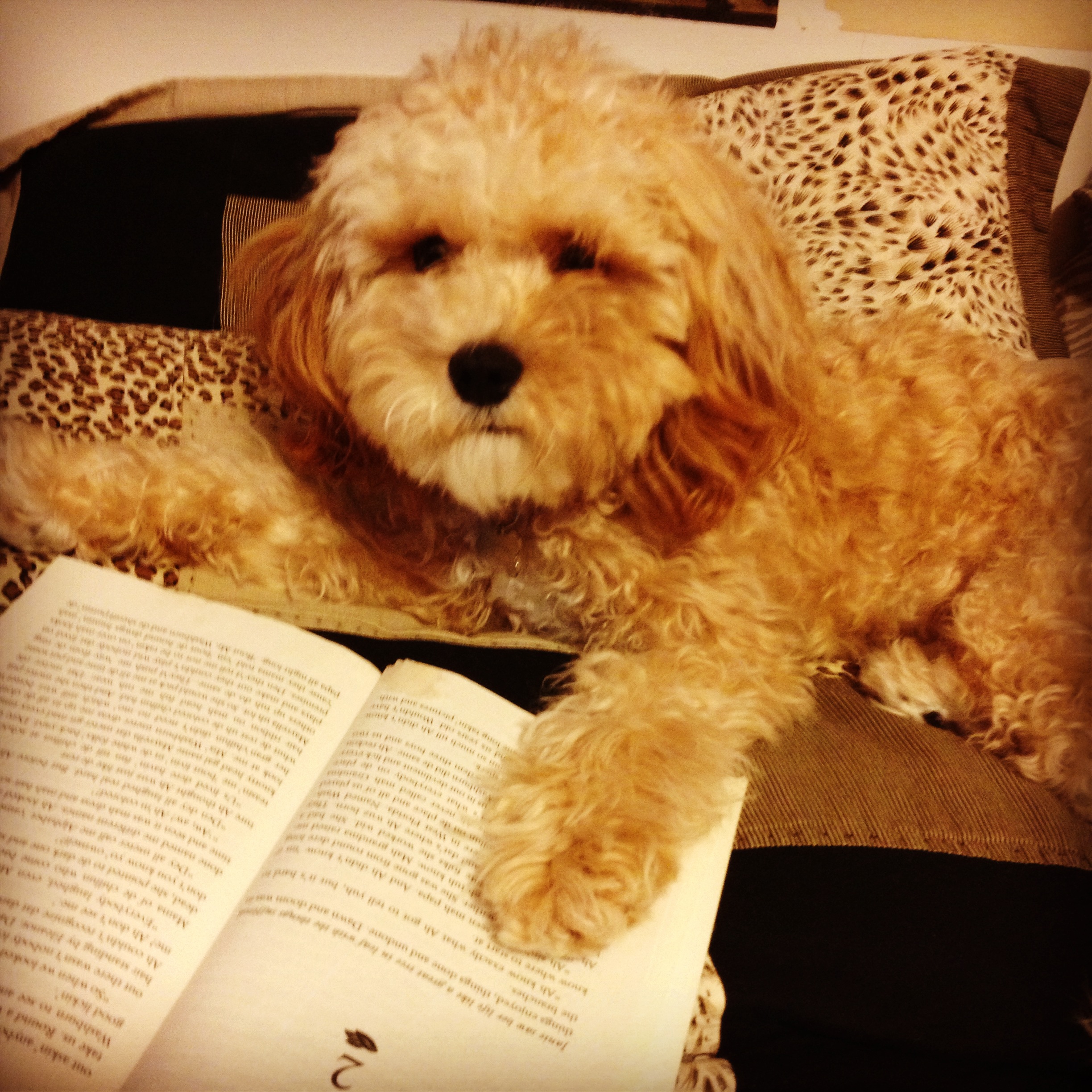 Ms. Waterman (mswaterman) profile | Padlet