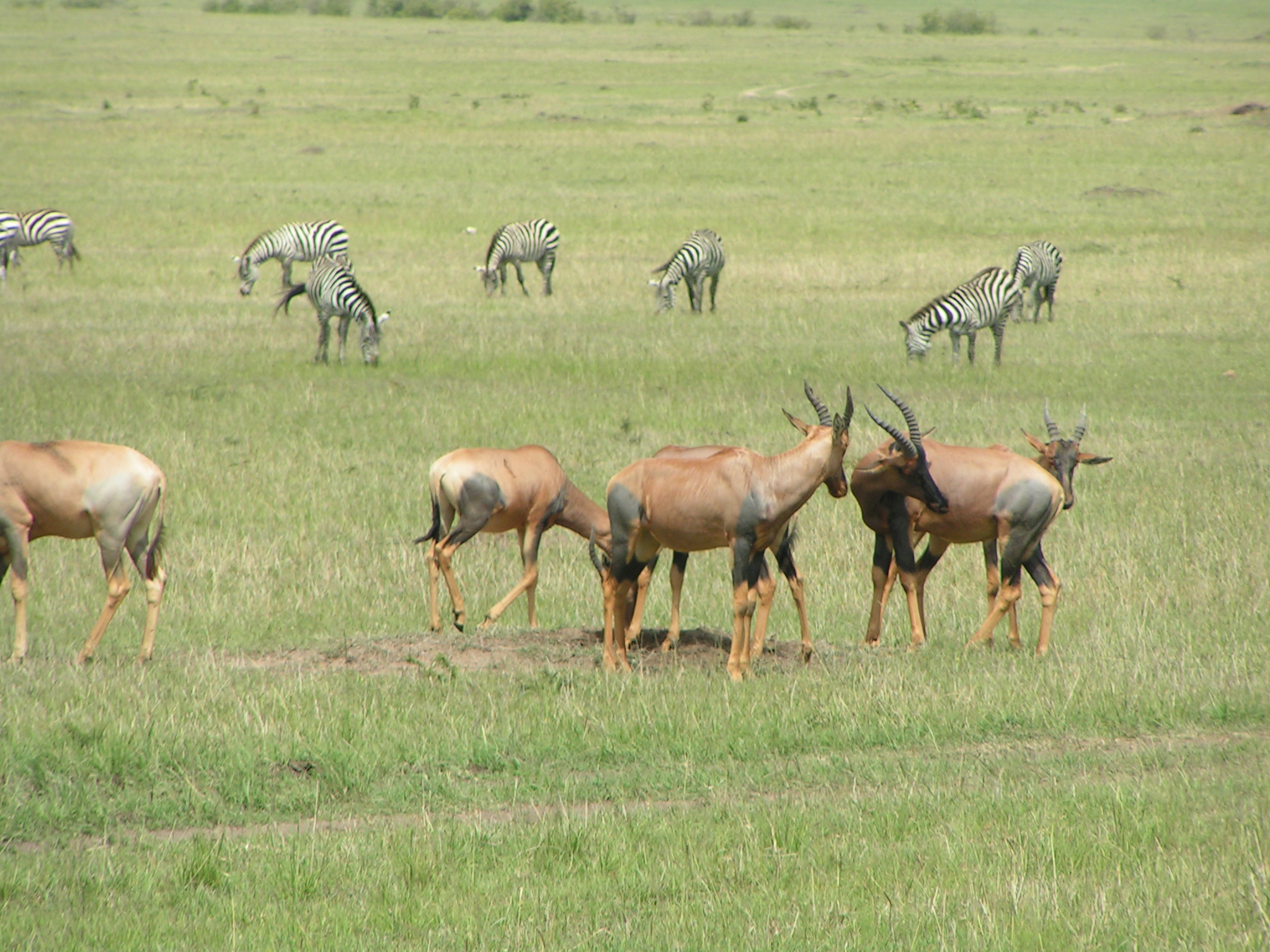 Silverfox (roger_mannion) profile | Padlet