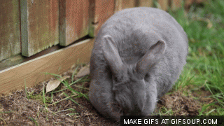 Brooke Rasmussen (bras8843) profile | Padlet