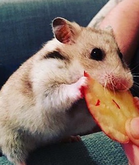 Fiona McClean (fiona_mcclean) profile | Padlet