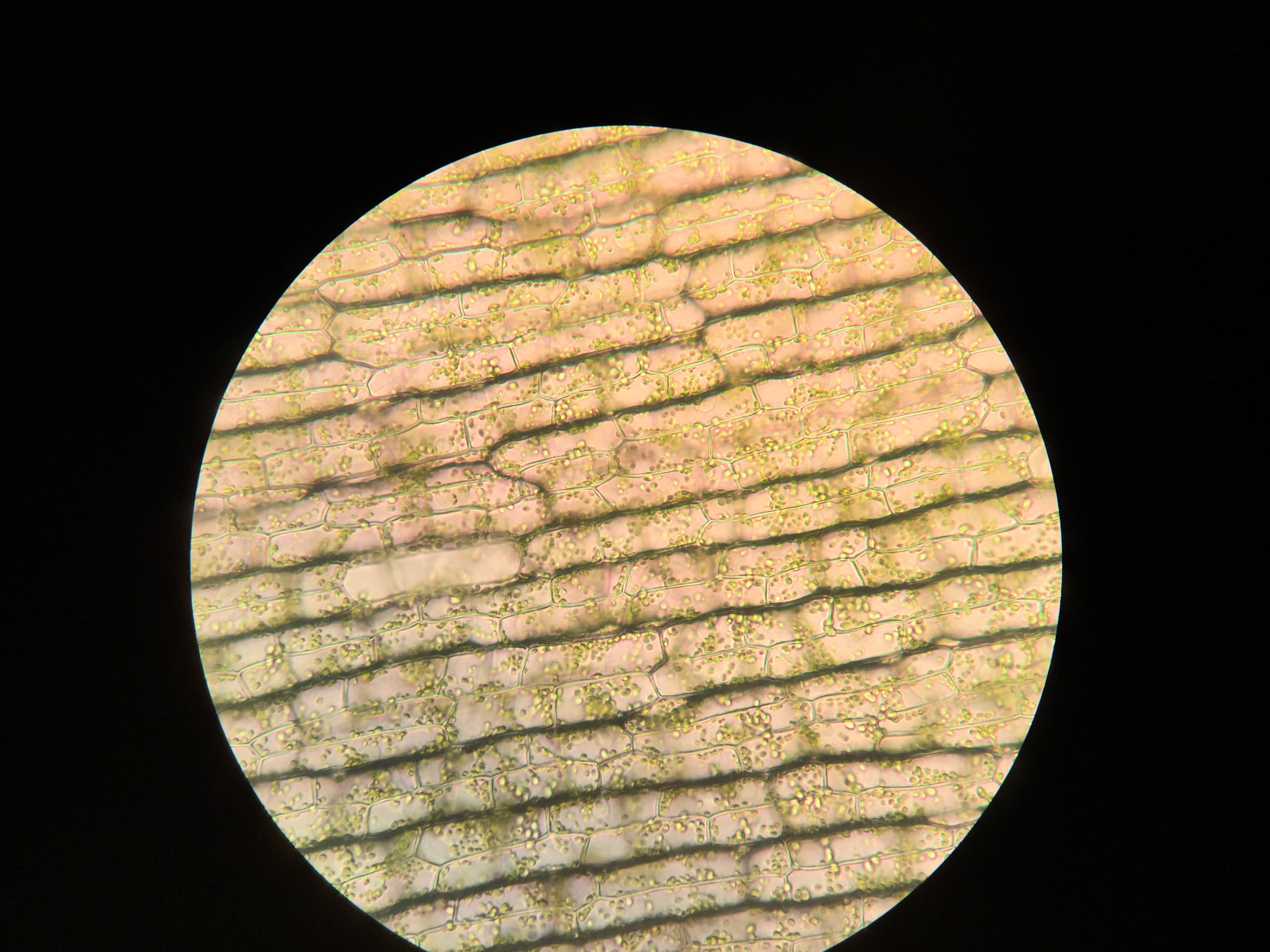 Elodie Texier-Pauton (texier_pautone) profile | Padlet