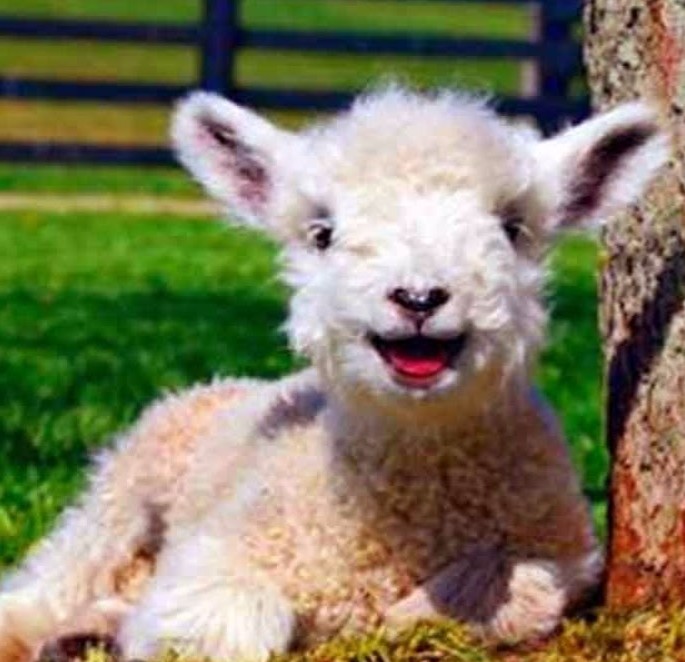 Sydney Bailey (25_sydney_bailey) profile | Padlet