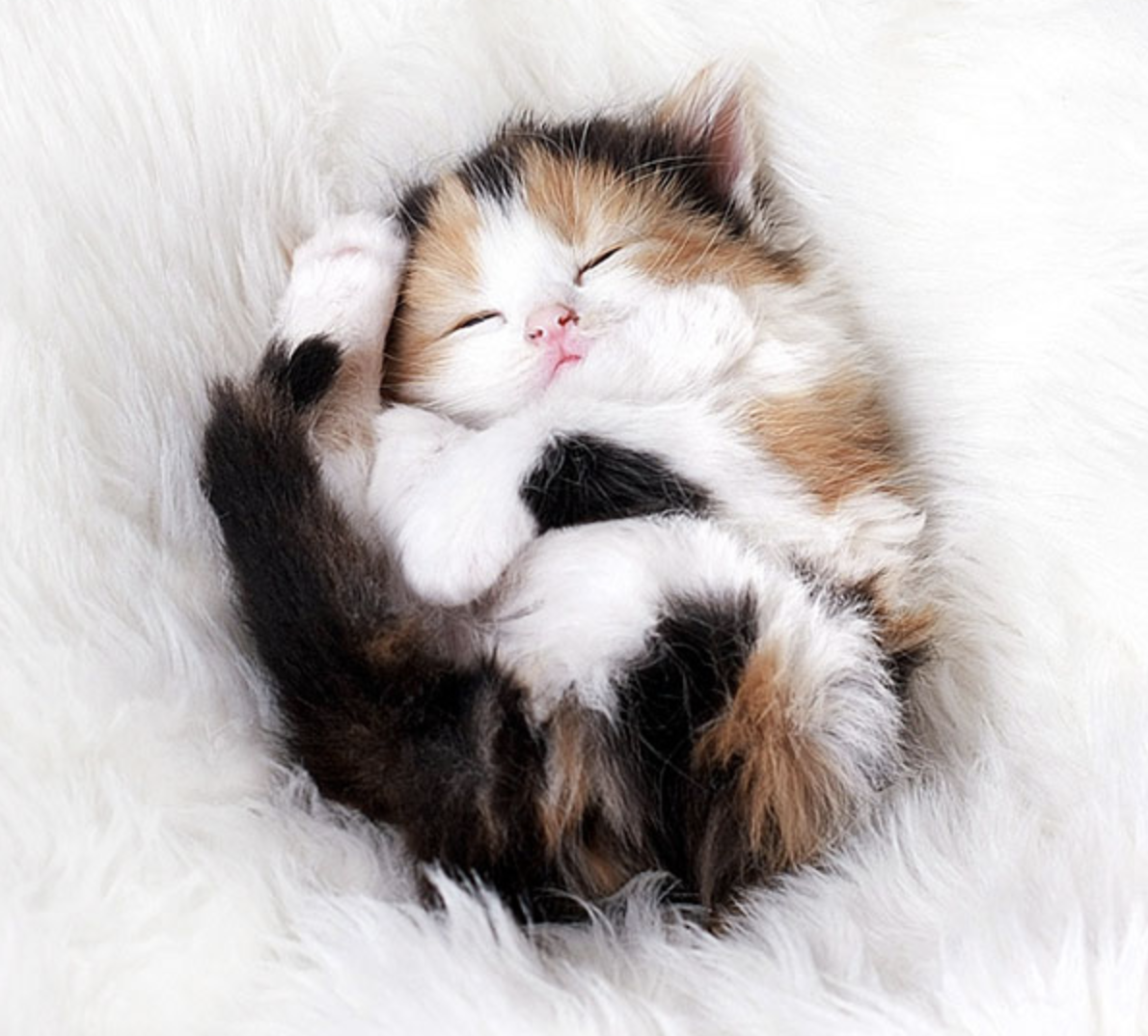 Charlotte (cool_cat) profile | Padlet