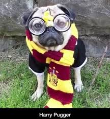 Morgan Hepler (heplemor000) profile | Padlet