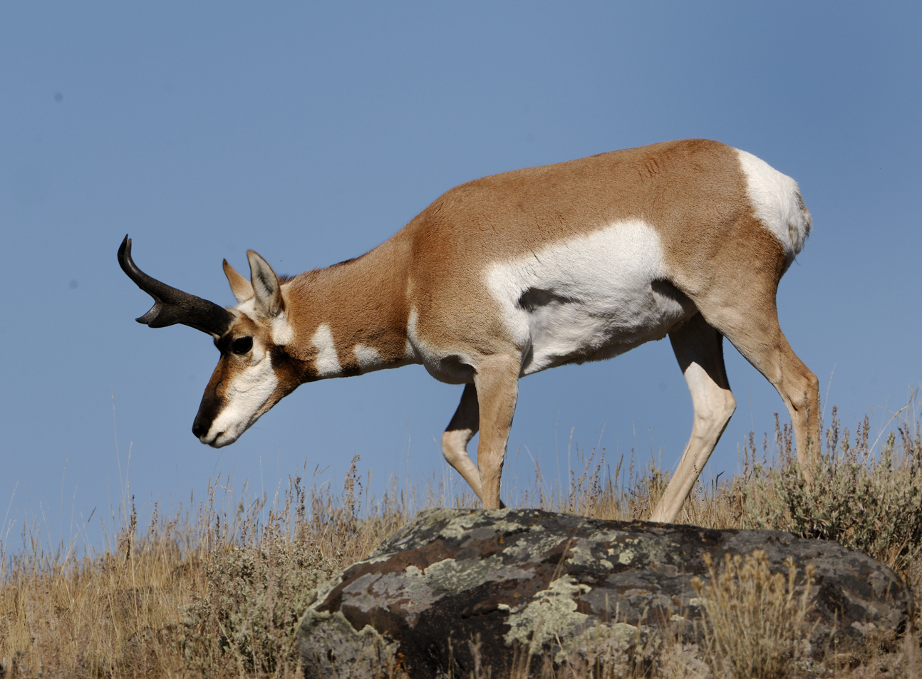 ya boy pronghorn!!!!!! (thomas_farnsworth) profile | Padlet