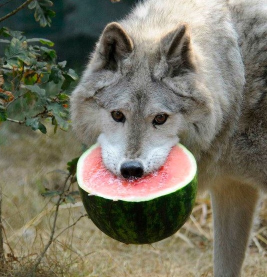 Keisha Elizabeth Flores (keishaelizabeth_flores) profile | Padlet