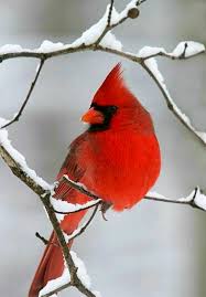 Emily Bisel (25biselel) profile | Padlet