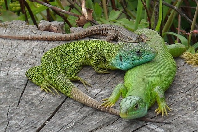 L'apparato respiratorio