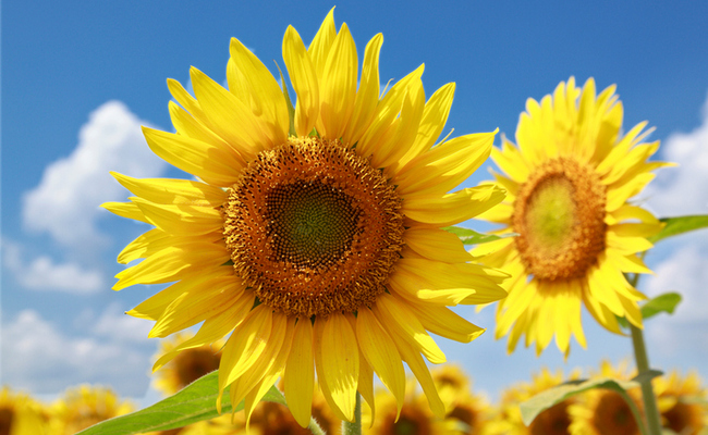 حائط زهرات المستقبل (flower_girl) profile | Padlet