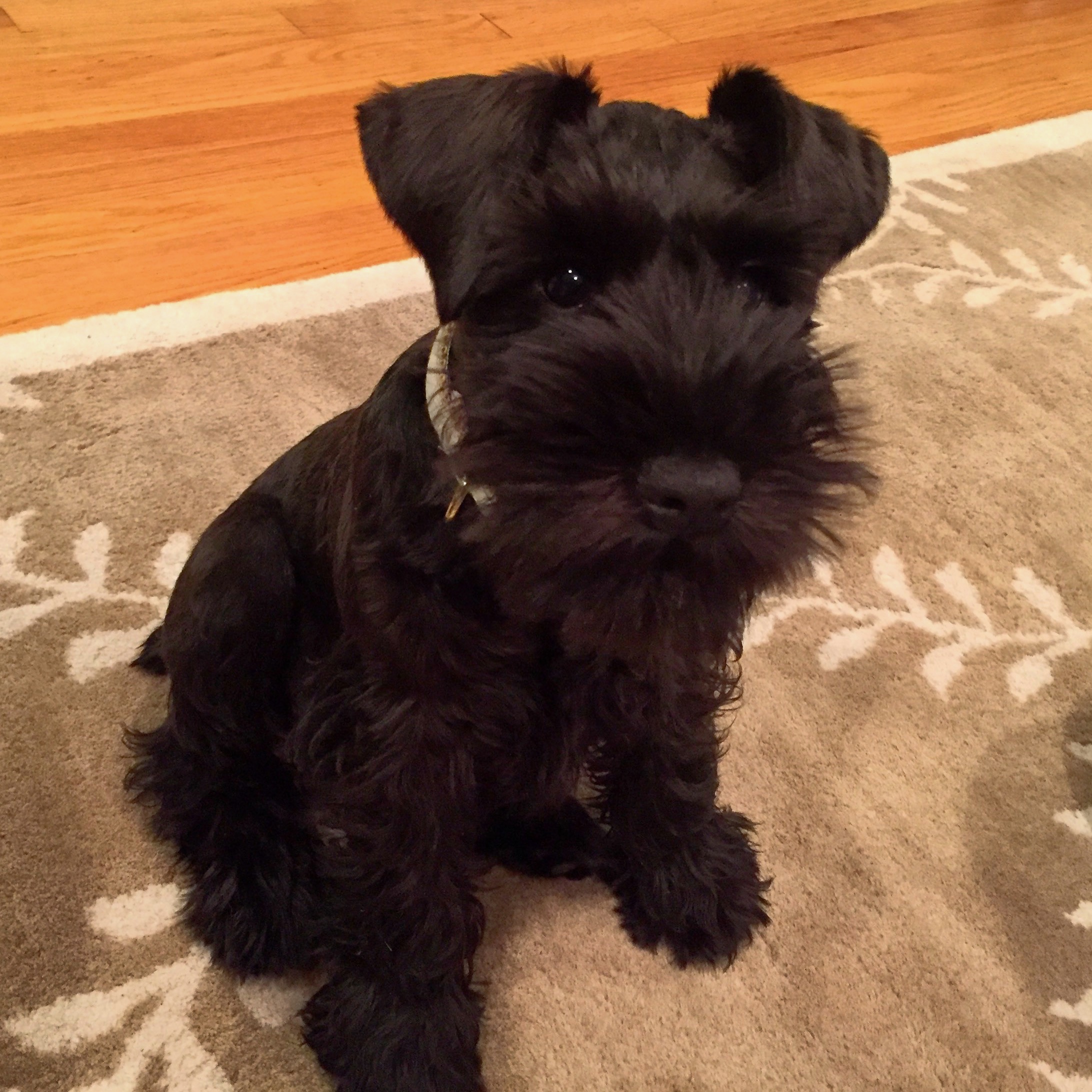 Swathi Massar (Swathi_Massar) profile | Padlet