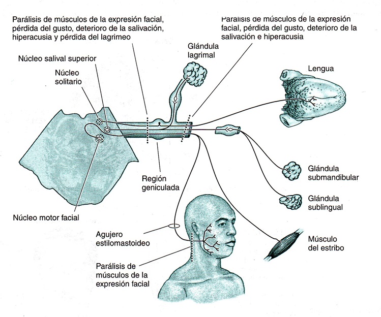 Via corticonuclear.