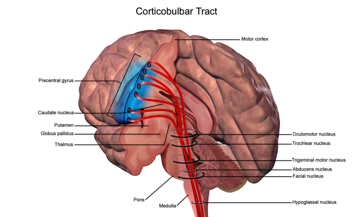 Via corticonuclear.
