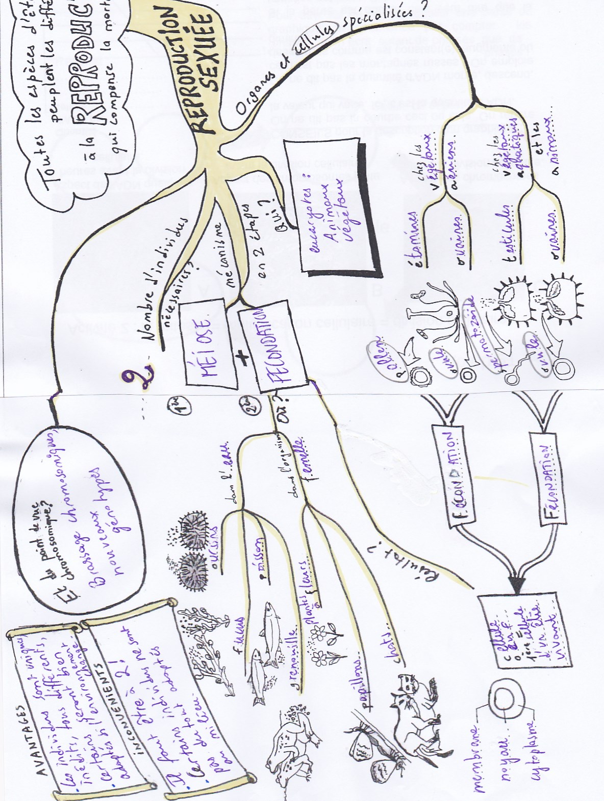 SVT 3ème. Partie " le vivant et son évolution". P.Abgrall