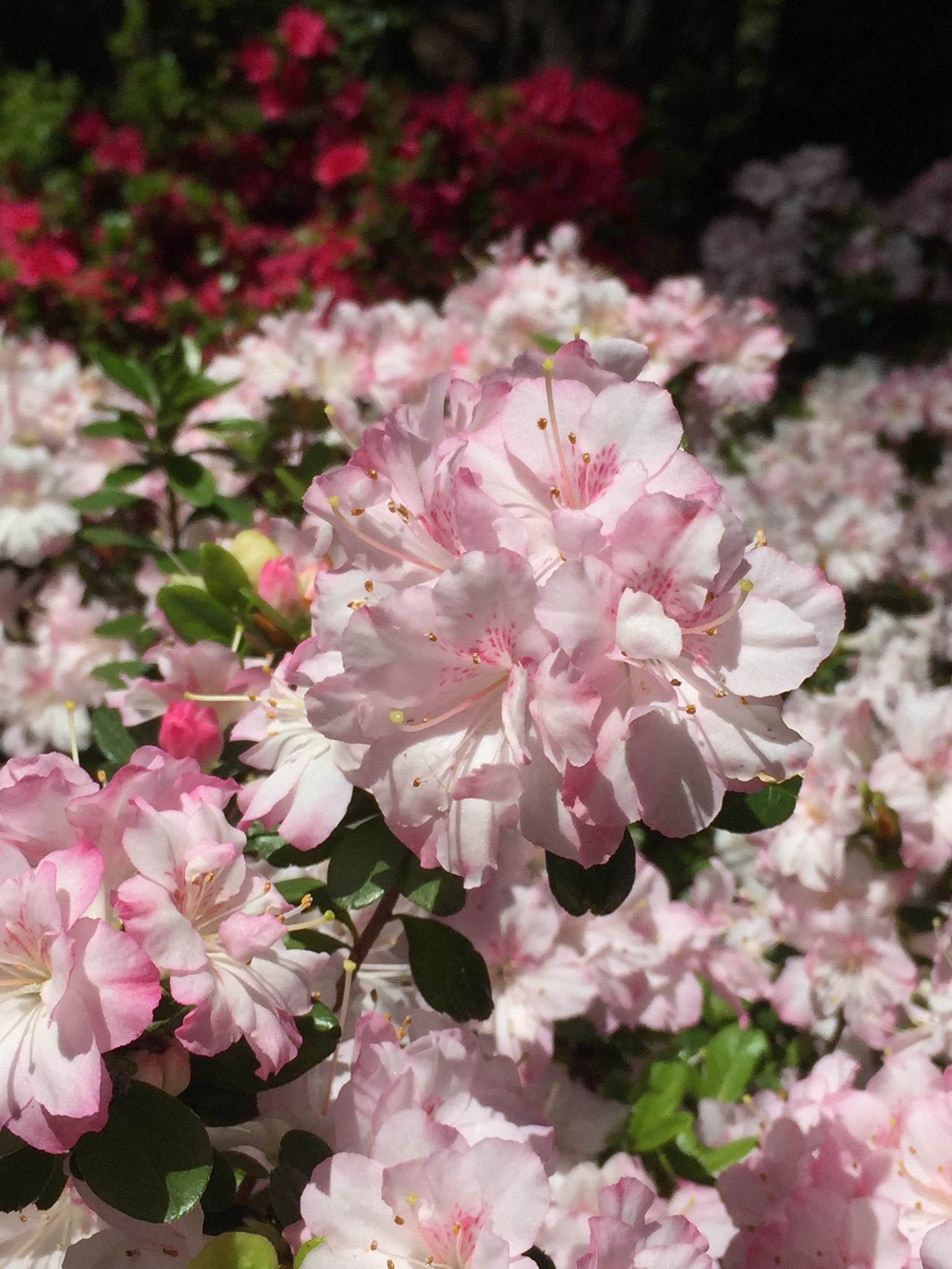 Lily Graves (gravesli) profile | Padlet